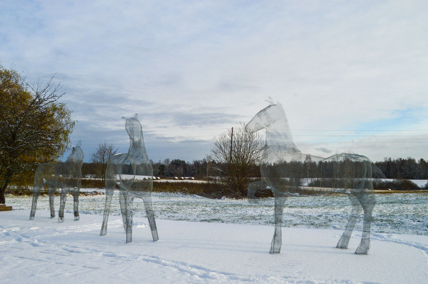 Padurē piestāj sapņu zirgi – Kurzemnieks.lv