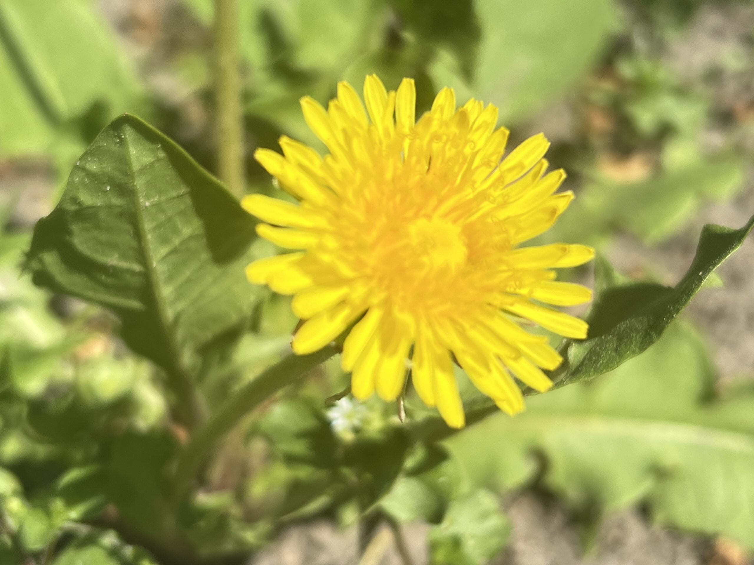 Pienenes – ļoti vērtīgas – Kurzemnieks.lv